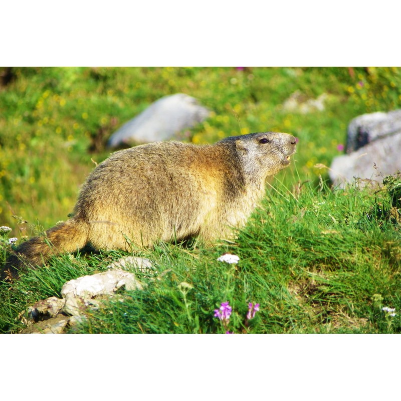 Marmotte